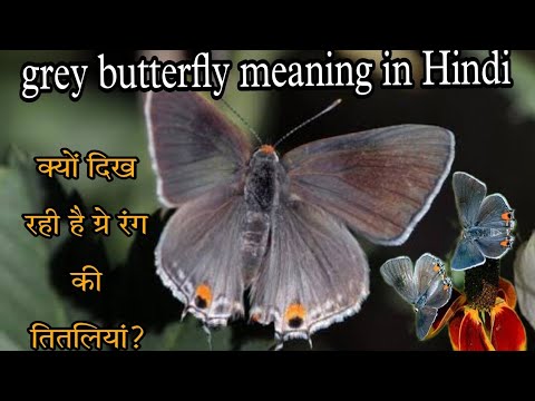 grey butterfly meaning in hindi ग्रे तितली देखना कैसा होता है?#greybutterflymeaning#butterflymeaning