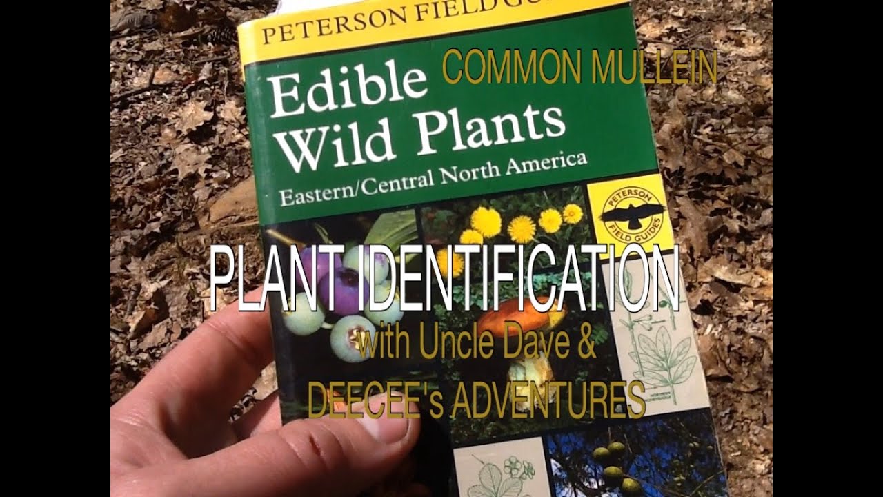 PLANT IDENTIFICATION - COMMON MULLEIN (Verbascum Thapsus) -