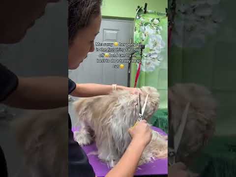 Dog Gets Their Hair Trimmed - 1367733-2
