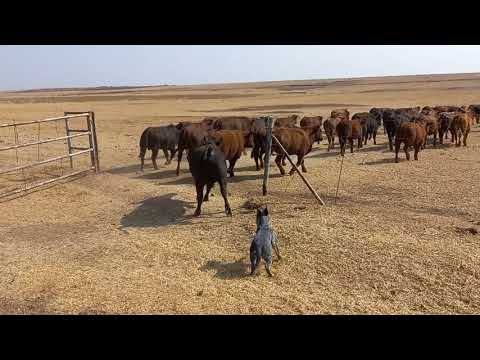 Australian cattle dog working compilation || ACD || Blue healer working compilation
