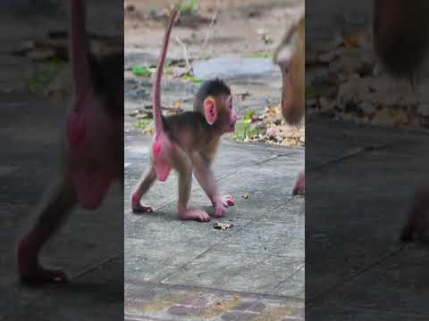 Baby monkey video 2024 #shorts EP 060