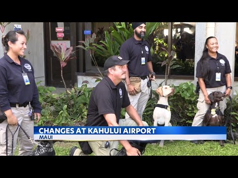 New improvements at Maui airport hope to cut lines, improve efficiency, and adds bomb-sniffing dogs