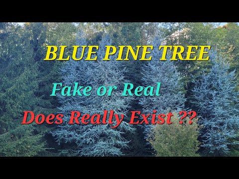 Blue Pine tree Does Really Exist ?