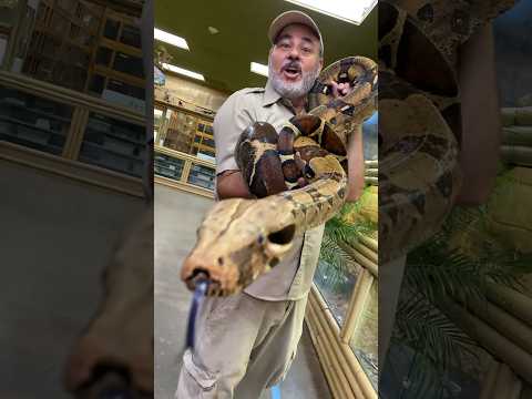 WOW๐คฉ This is one beautiful Red-Tailed Boa๐๐