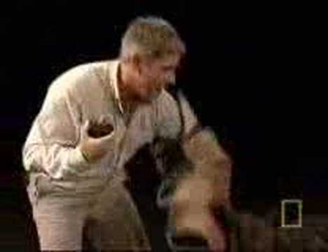 Bite force competition. Pitbull, Rottweiler, and Shepherd