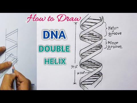 How To Draw DNA Double Helix Structure / DNA Structure Drawing Step by Step