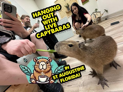 Capybara Cafe St Augustine FL