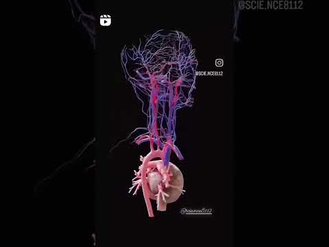 Heart / Human Heart / Anatomy / Animation video #viral #external #youtubeshorts #channelsearch #bio