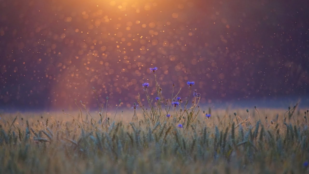 UNDERSTANDING PERCEPTION [ALAN WATTS]