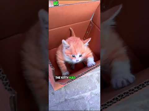 A viral A kitty with strangely huge muscles has become an internet sensation. #shortvideo #viral