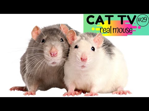 CAT TV πΊ for cats to watch rats - Entertainment for cats with mouse and ratπ!