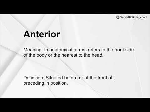 Anterior Meaning