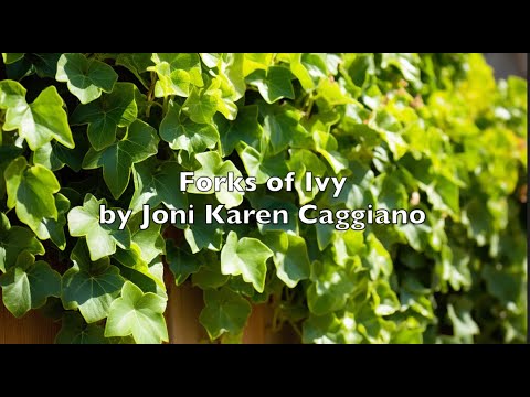 “Forks of Ivy” by Joni Caggiano from her soon-to be released book of ...