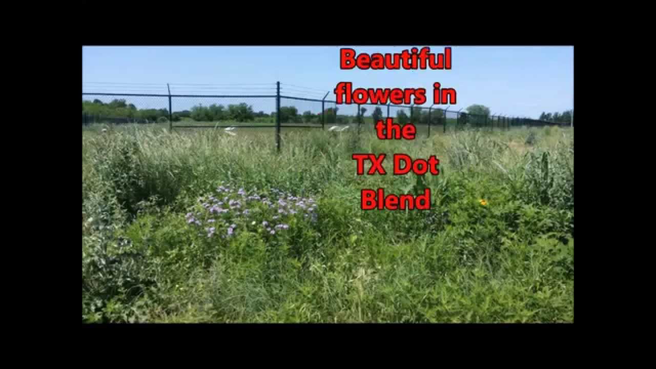 Coastal Hydroseeding (Hydroseeding for the City of Bastrop Texas)