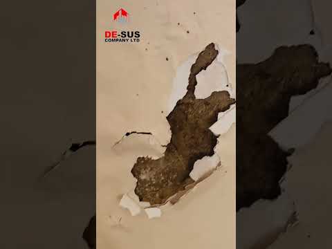 Say Goodbye to Damp Walls with De-Sus Company Limited! #renovation #fyp #foryoutube #foryou #callus