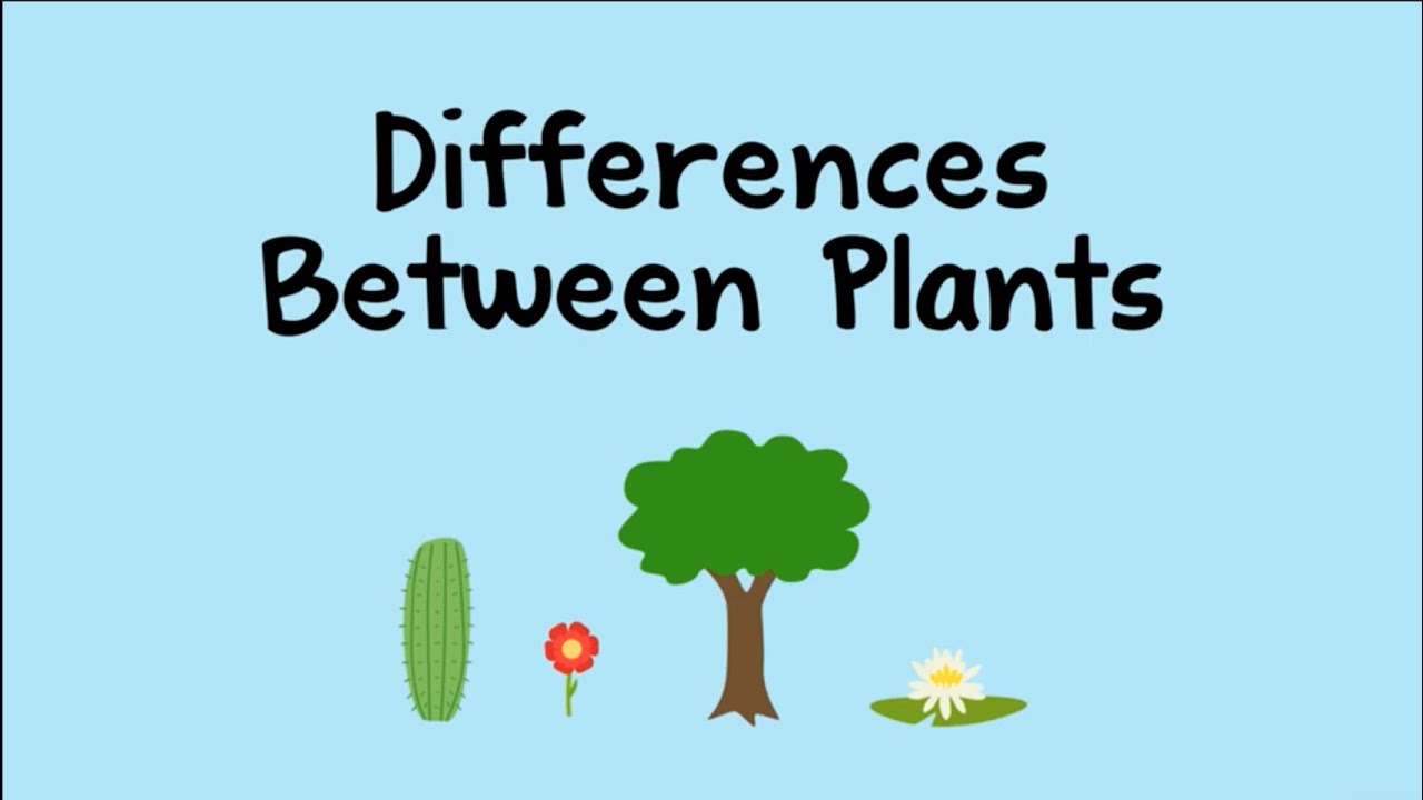 Differences Between Plants