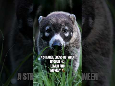 Coati aka Coatimundi | A little known relative of Racoon #shorts