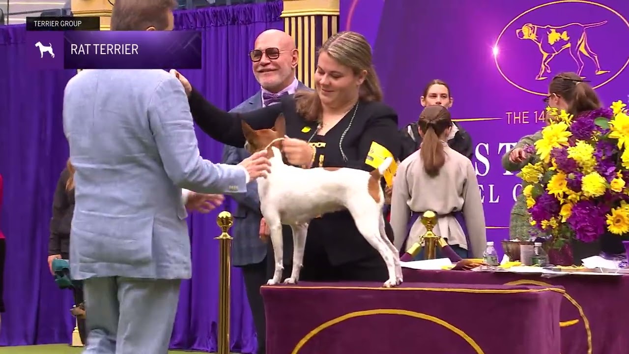 Rat Terriers | Breed Judging 2024