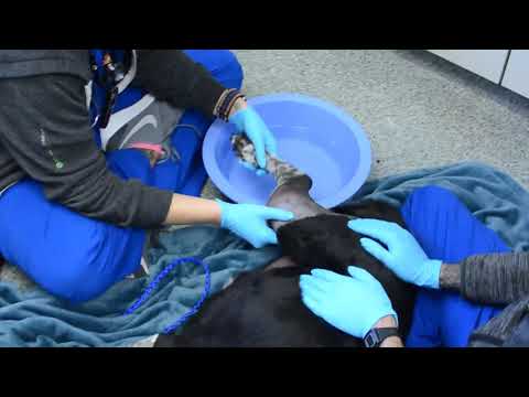 IndyVet | How to Give Your Pet a Salt Bath | Emergency Vet