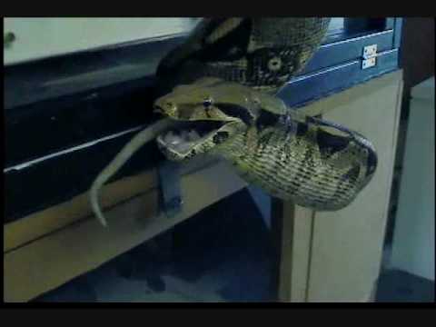 Boa Constrictor (Video and Pictures)