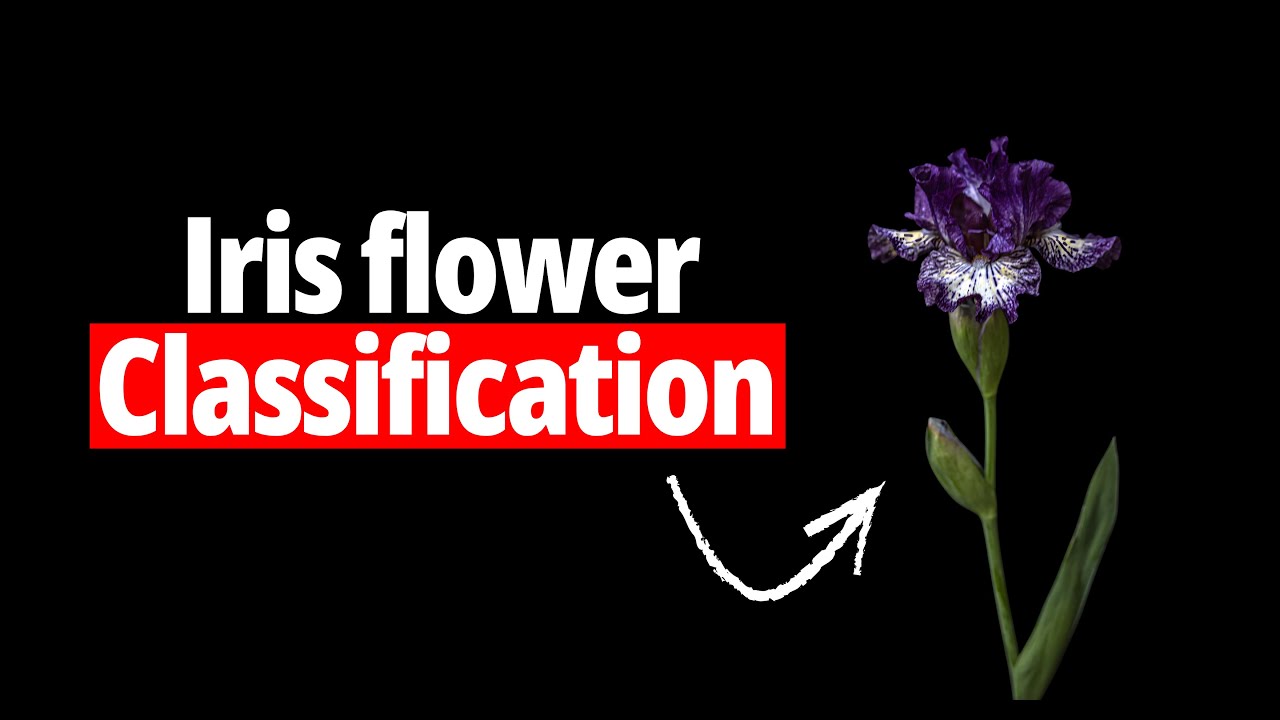 Iris Flower Classification Using Machine Learning (Beginner Project)
