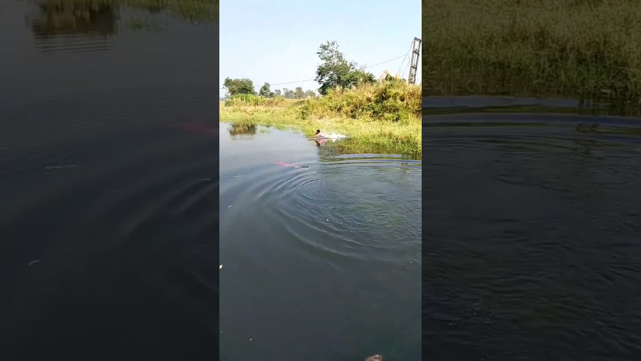 React js VS Angular js 🤣 #reactjs #angular #angularjs #js #codingmemes