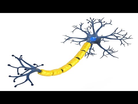 What is ALS or Lou Gehrig’s Disease?