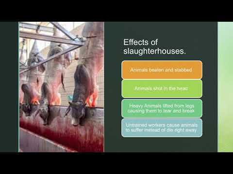 ARE SLAUGHTERHOUSES ETHICAL?