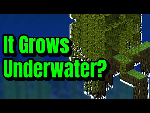 What You NEED to Know about Mangroves in Minecraft #Shorts