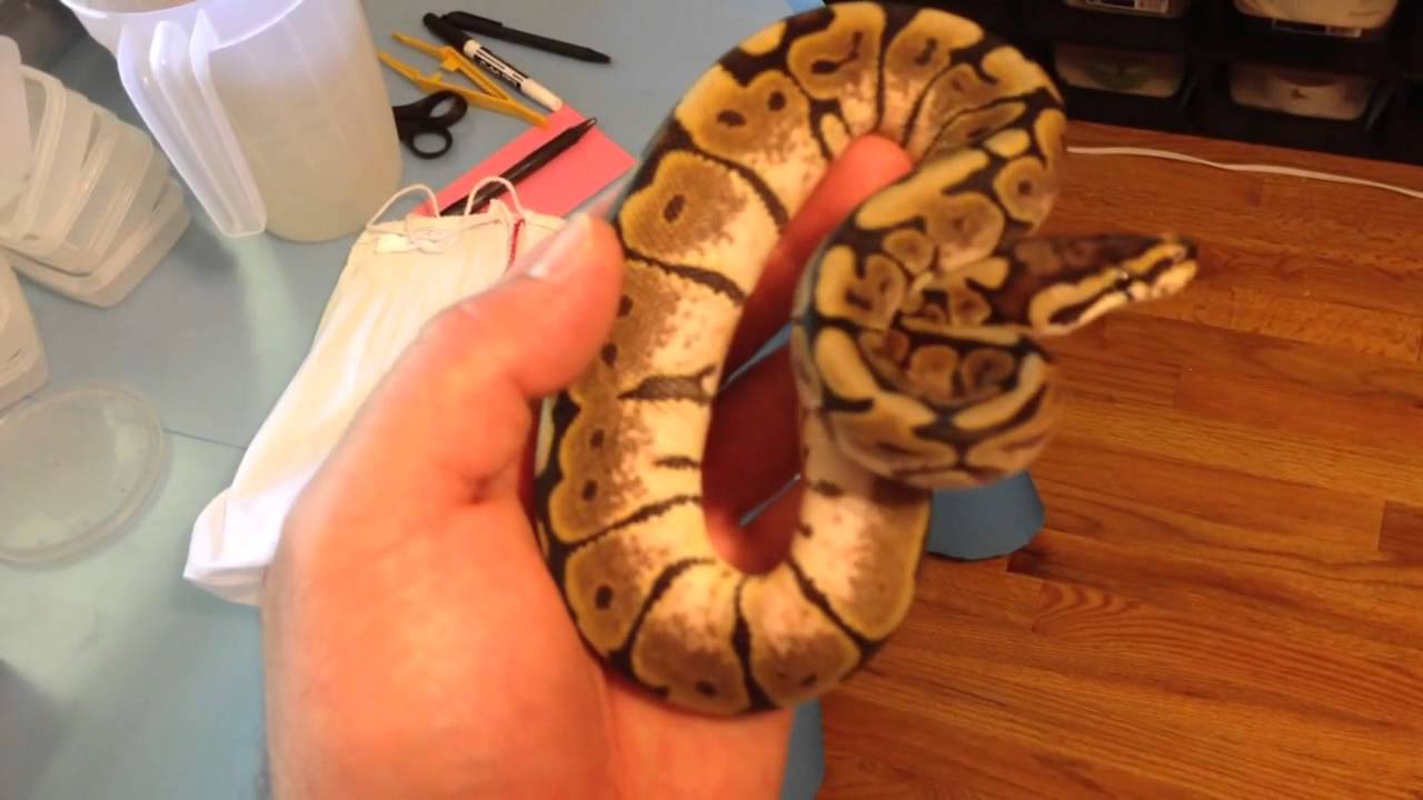 Unboxing ball python video 6/17/14