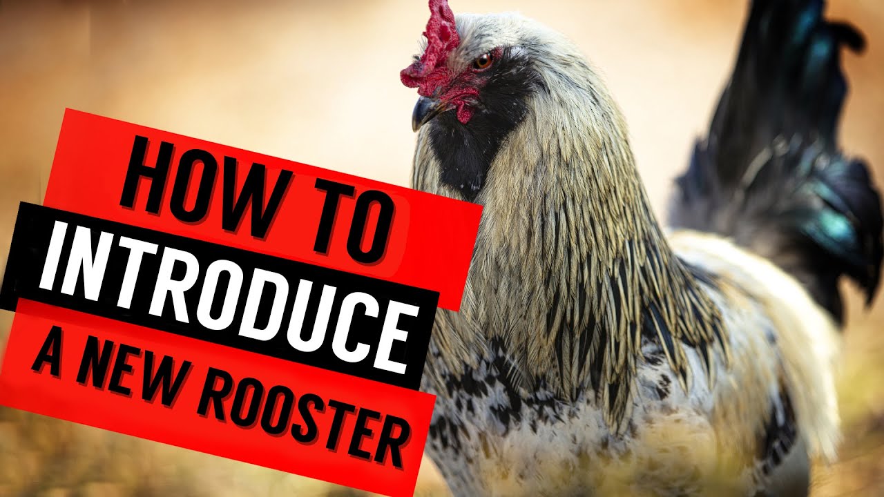 How To Introduce a Rooster To A New Flock Of Hens!