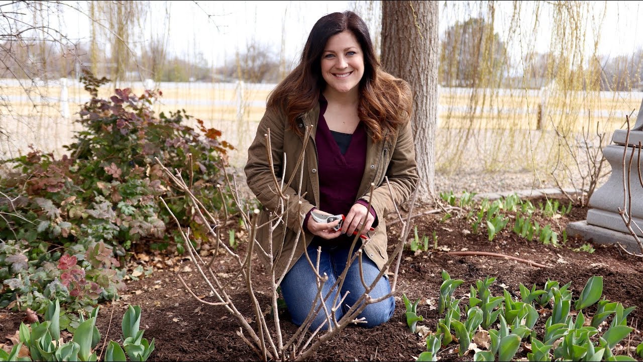 Pruning Panicle Hydrangeas 💚🌿 // Garden Answer