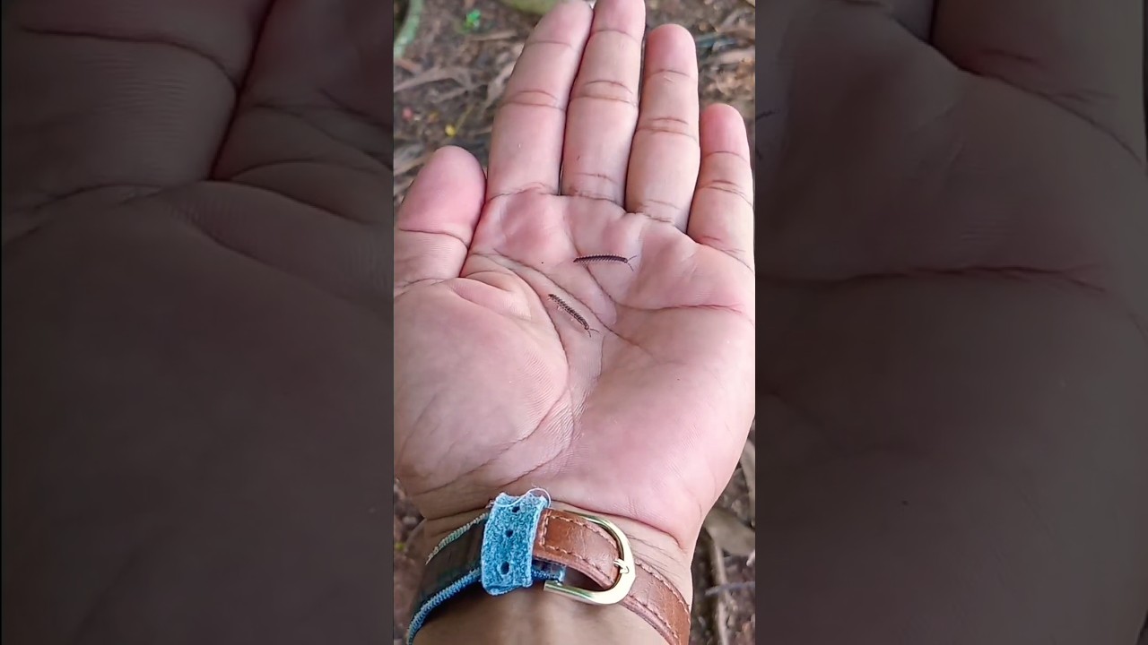 video today new #bass #music #acapella #song #nature #funny #insects #wildlife #animals #edit