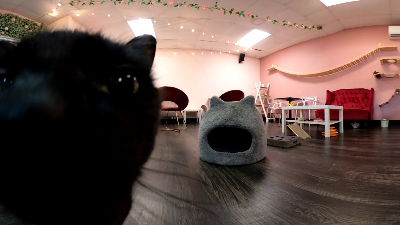 Tally Cat Cafe - 360° Cat Room View - March 8th, 2021