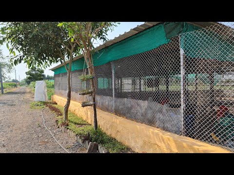 Poultry Sheds - Poultry Farm Shed Latest Price, Manufacturers & Suppliers