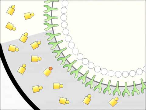 Self-Organized Shuttling: Generating Sharp Dorsoventral Polarity in the Early Drosophila Embryo