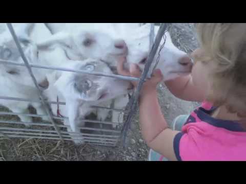 Our FIRST Mobile Petting Zoo! 2/22/17
