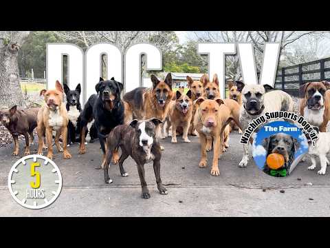 Entertaining Doggy Daycare TV - Dog Video for Dogs To Watch - ???? Relaxing Music & Real Sounds