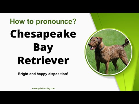 How to pronounce (Chesapeake Bay Retriever) Correctly in English