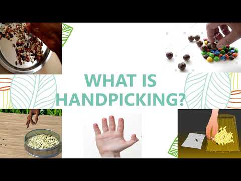 WHAT IS HANDPICKING ? | CLASS 6 SCIENCE | #shorts |