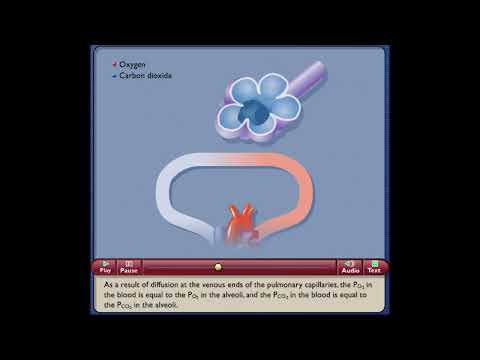 Changes in Partial Pressures of Oxygen and Carbon dioxide