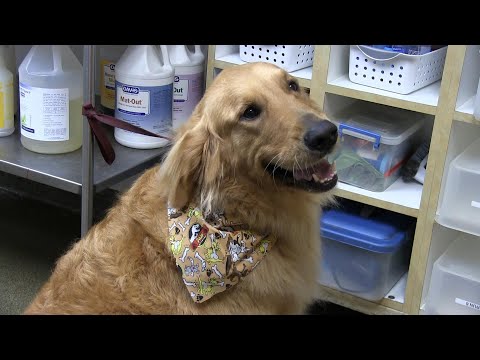 Does Your Pet Need a Spa Visit?