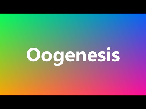 Oogenesis - Medical Meaning and Pronunciation