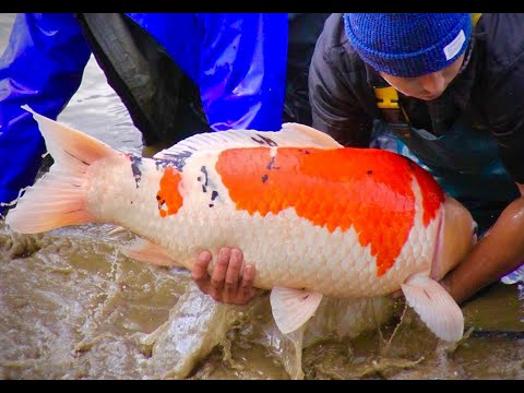 Inside the Secret World of Koi (Documentary)