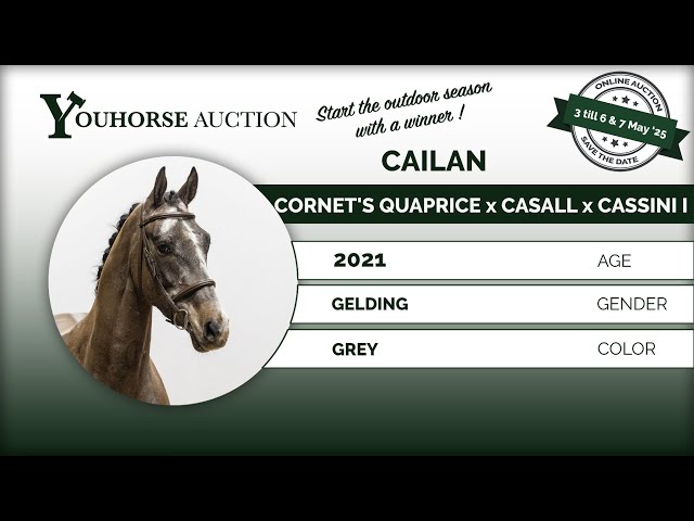 Youhorse.auction | Cailan