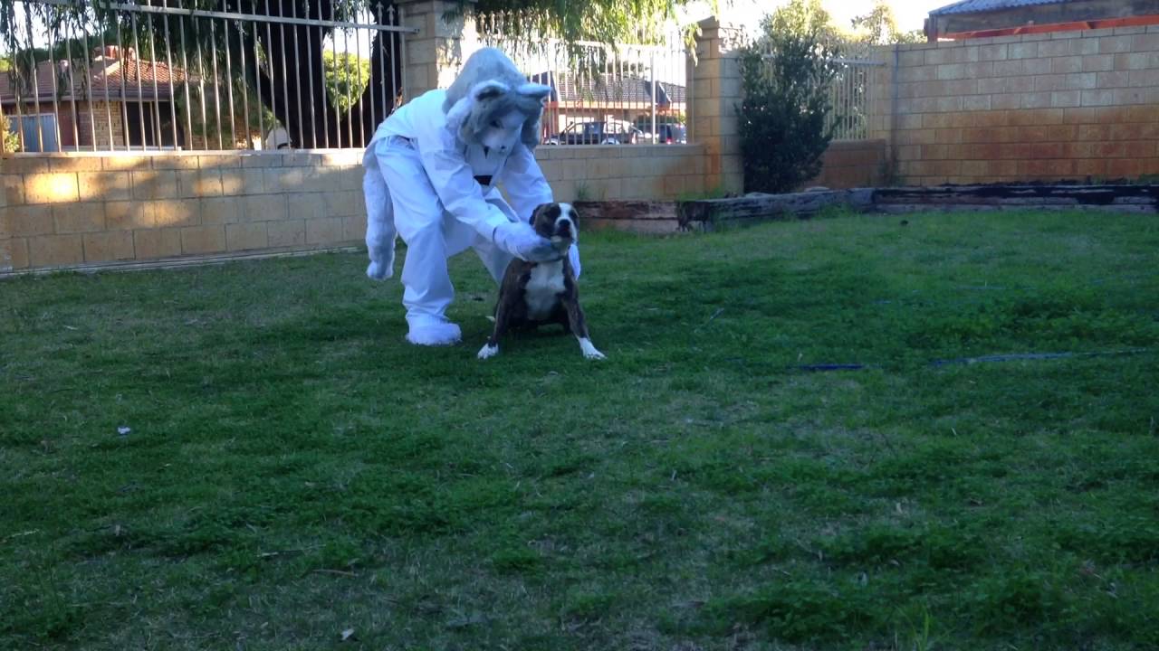 Temmie cosplay playing with river
