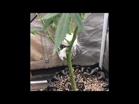 Death Star Gsc Monster cropping Blue dream using advanced connoisseur rhino skin big bud grow tent