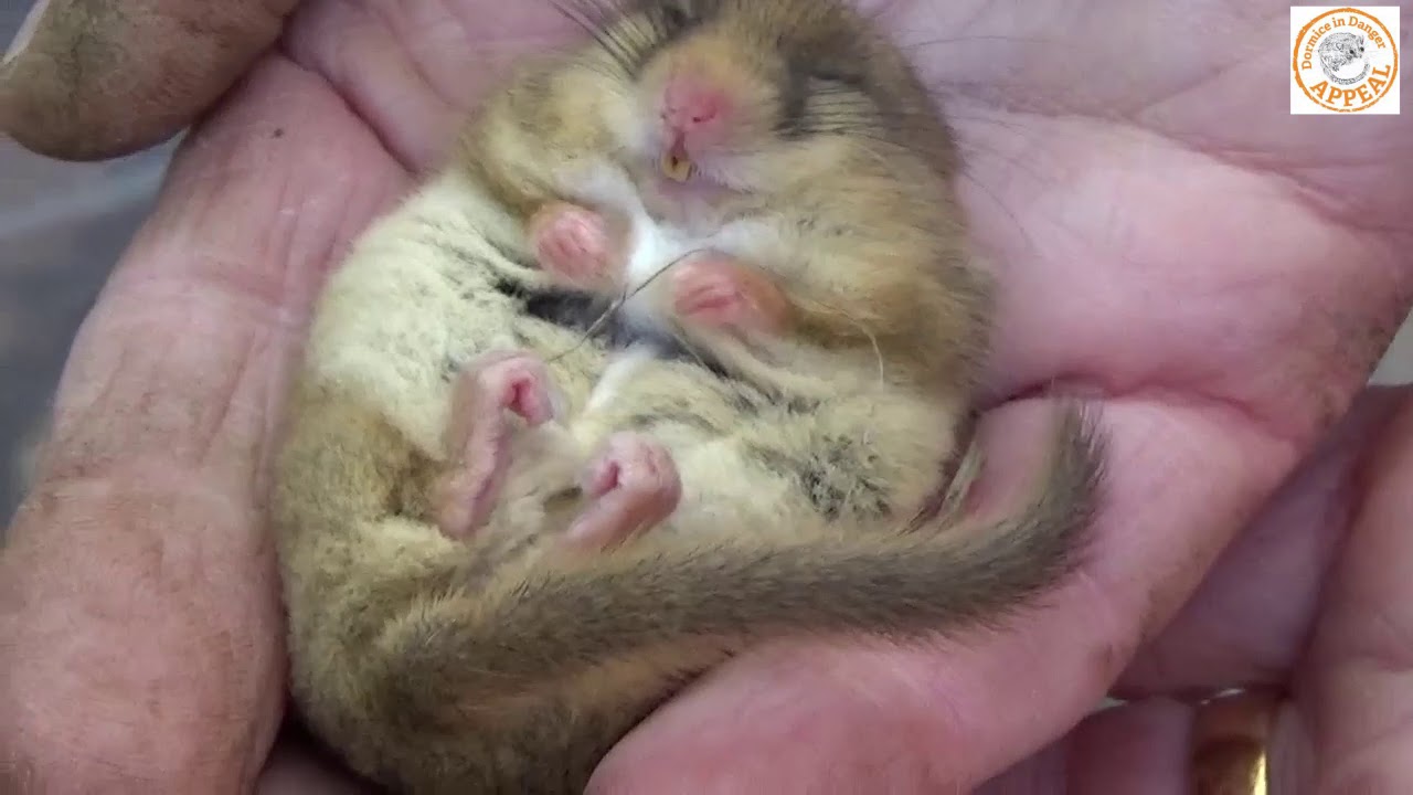 Dormice in Danger Appeal