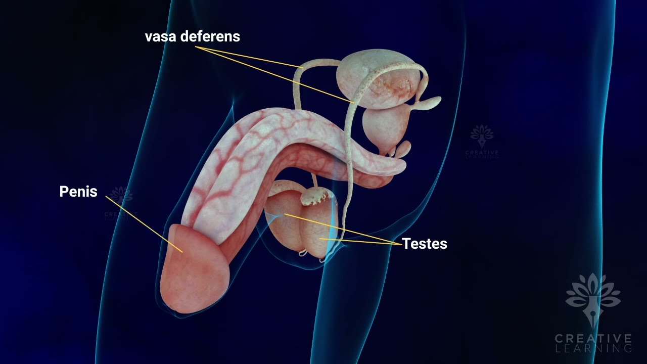 Male reproductive system parts and functions | Sperm formation process| Bulbourethral gland