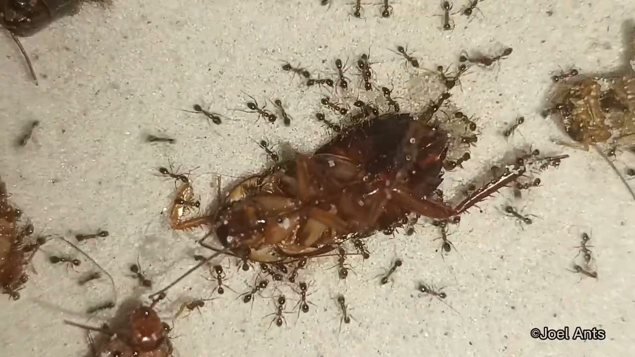 pheidole indica | Time-lapse
